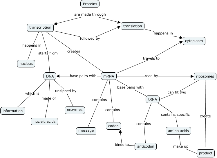 Protein Synthesis Concept Map